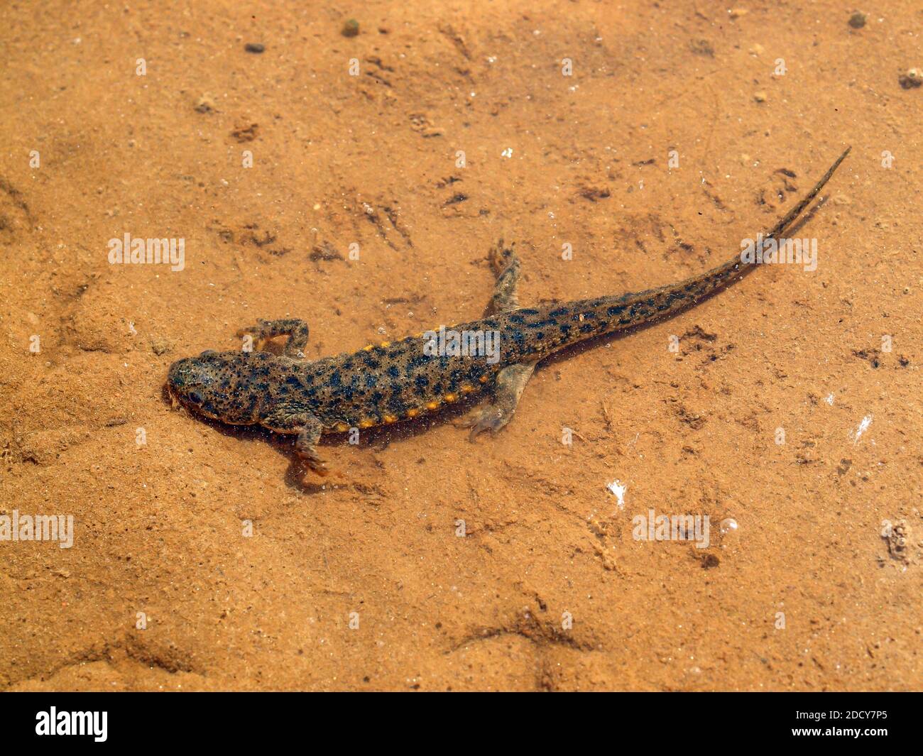 sharp ribbed newt, pleurodeles waltl in spain Stock Photo - Alamy