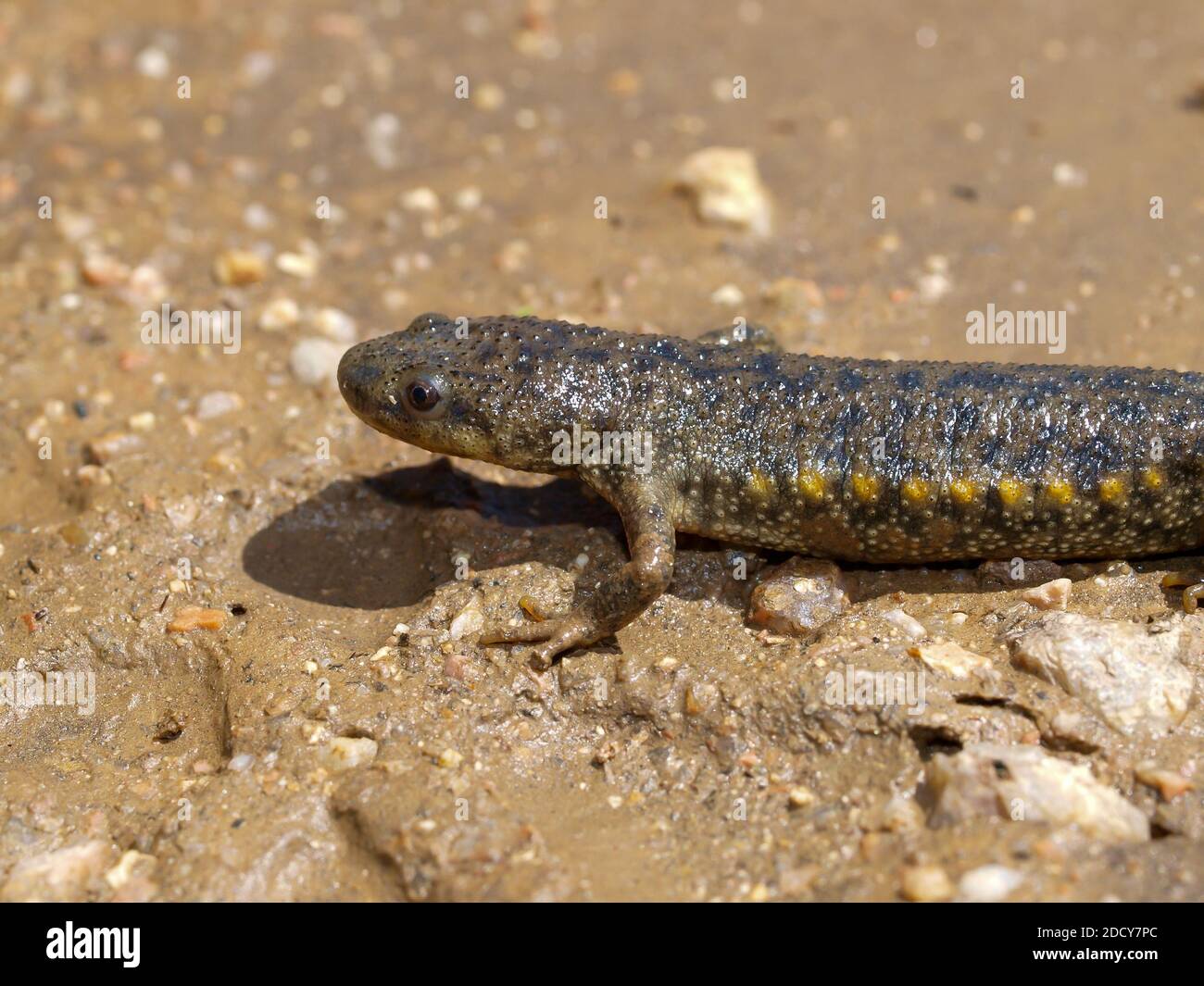 sharp ribbed newt, pleurodeles waltl in spain Stock Photo - Alamy