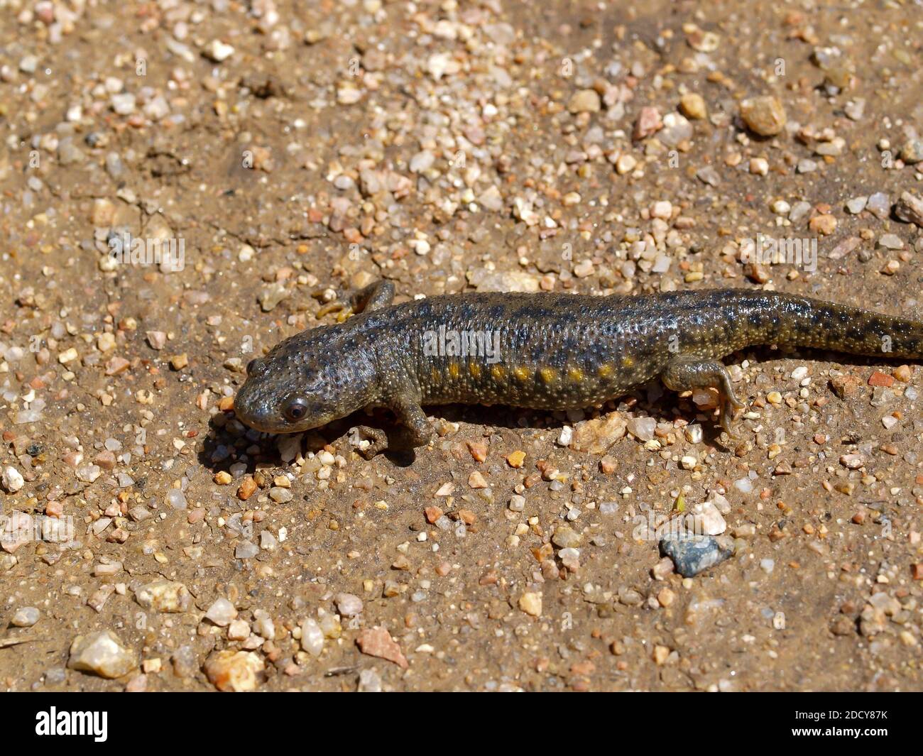 sharp ribbed newt, pleurodeles waltl in spain Stock Photo - Alamy
