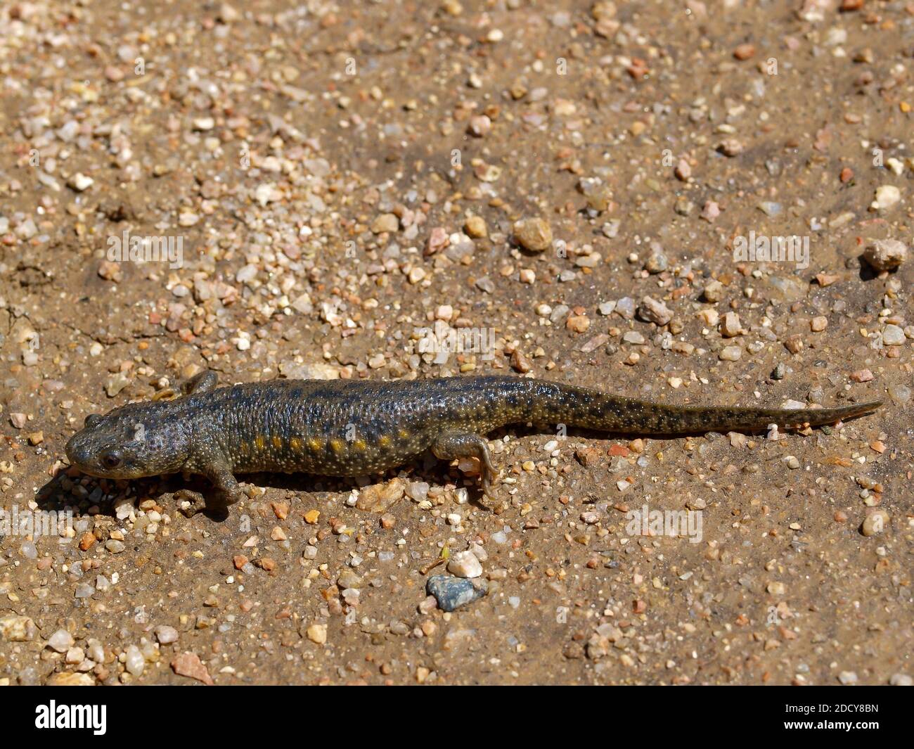 sharp ribbed newt, pleurodeles waltl in spain Stock Photo - Alamy