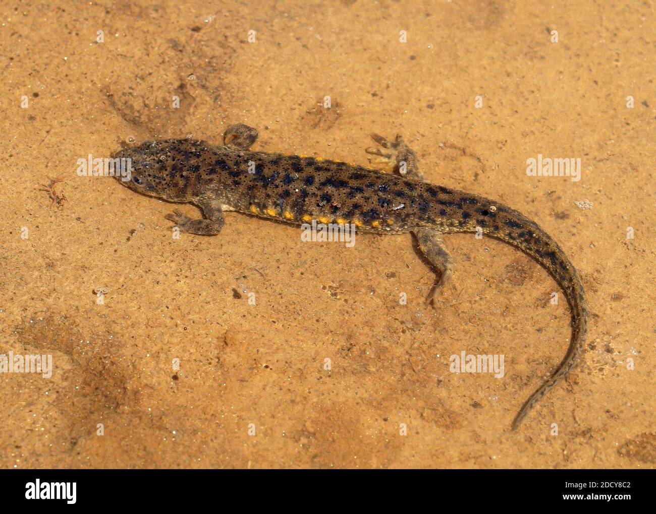 sharp ribbed newt, pleurodeles waltl in spain Stock Photo - Alamy