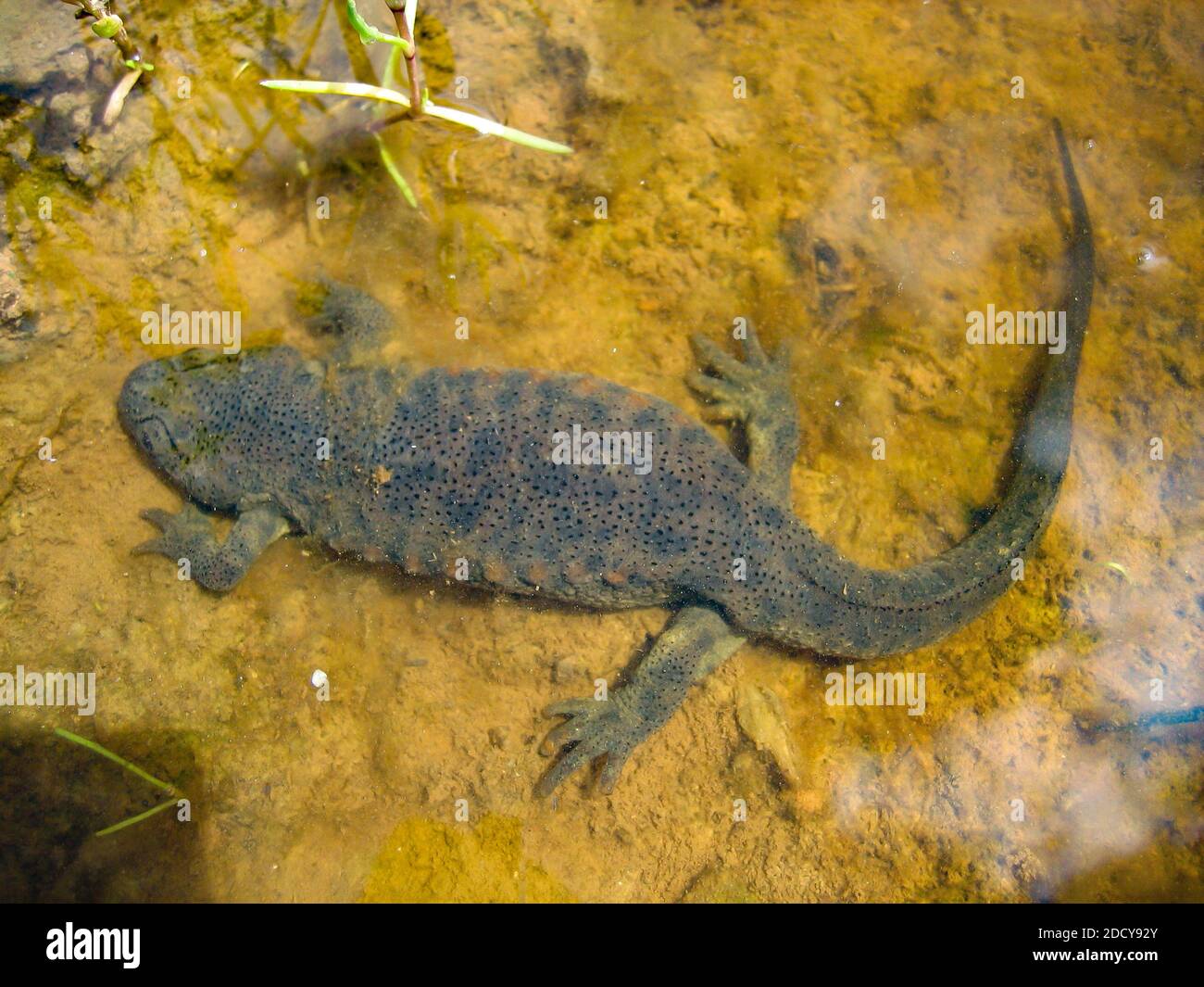 sharp ribbed newt, pleurodeles waltl in spain Stock Photo - Alamy