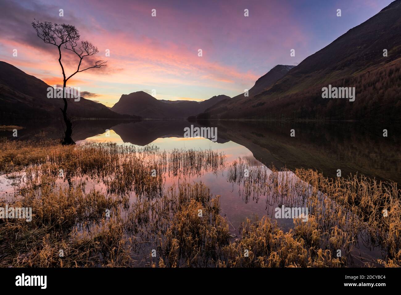 Lone tree buttermere lake district hi-res stock photography and images ...
