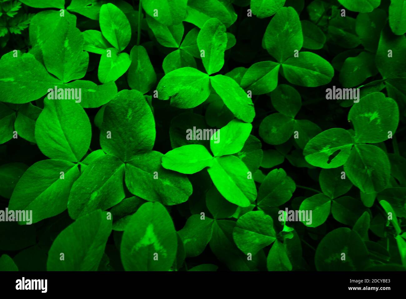 Lush green clover leaves hi-res stock photography and images - Alamy