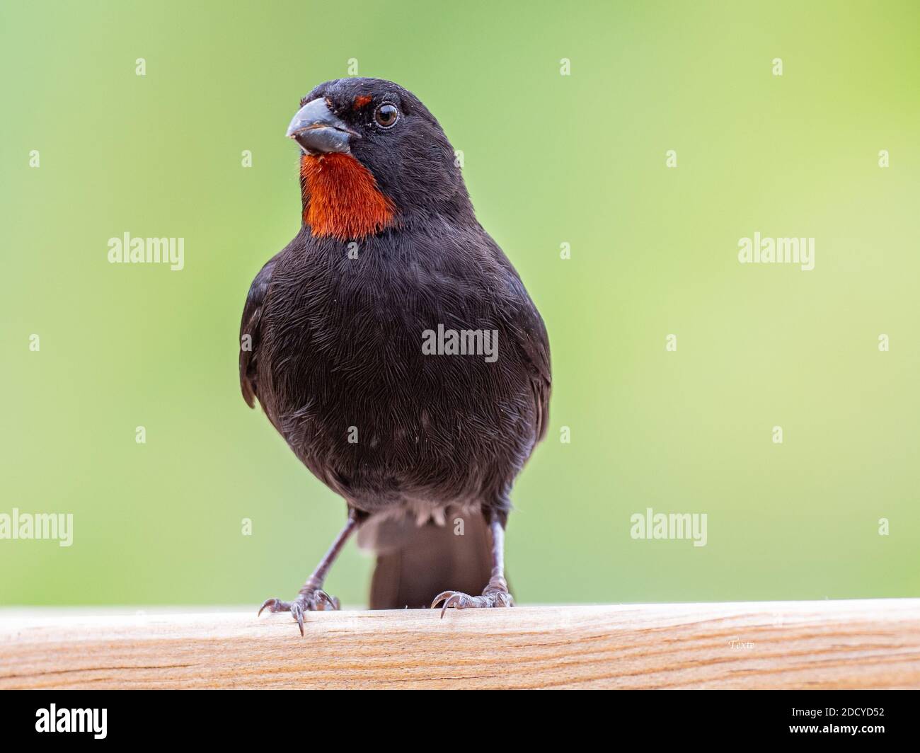 Rouge gorge hi-res stock photography and images - Alamy