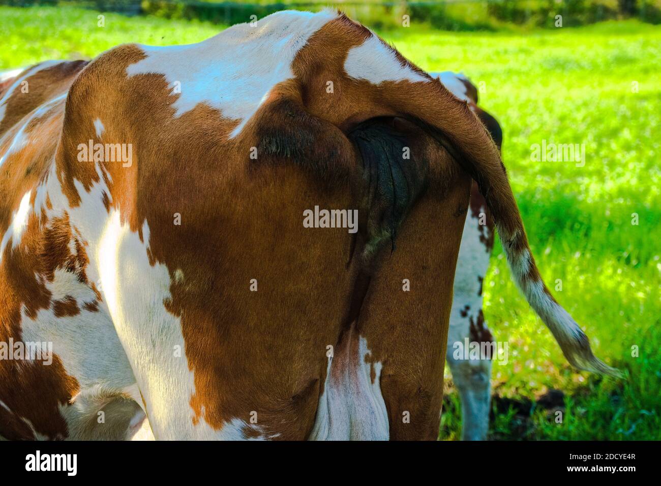 Cow seen from behind illustrating gas emissions from cattle and global ...