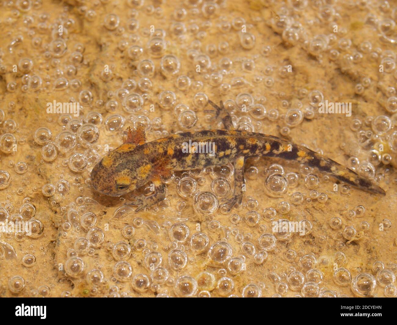 Salamandra salamandra larvae hi-res stock photography and images - Alamy