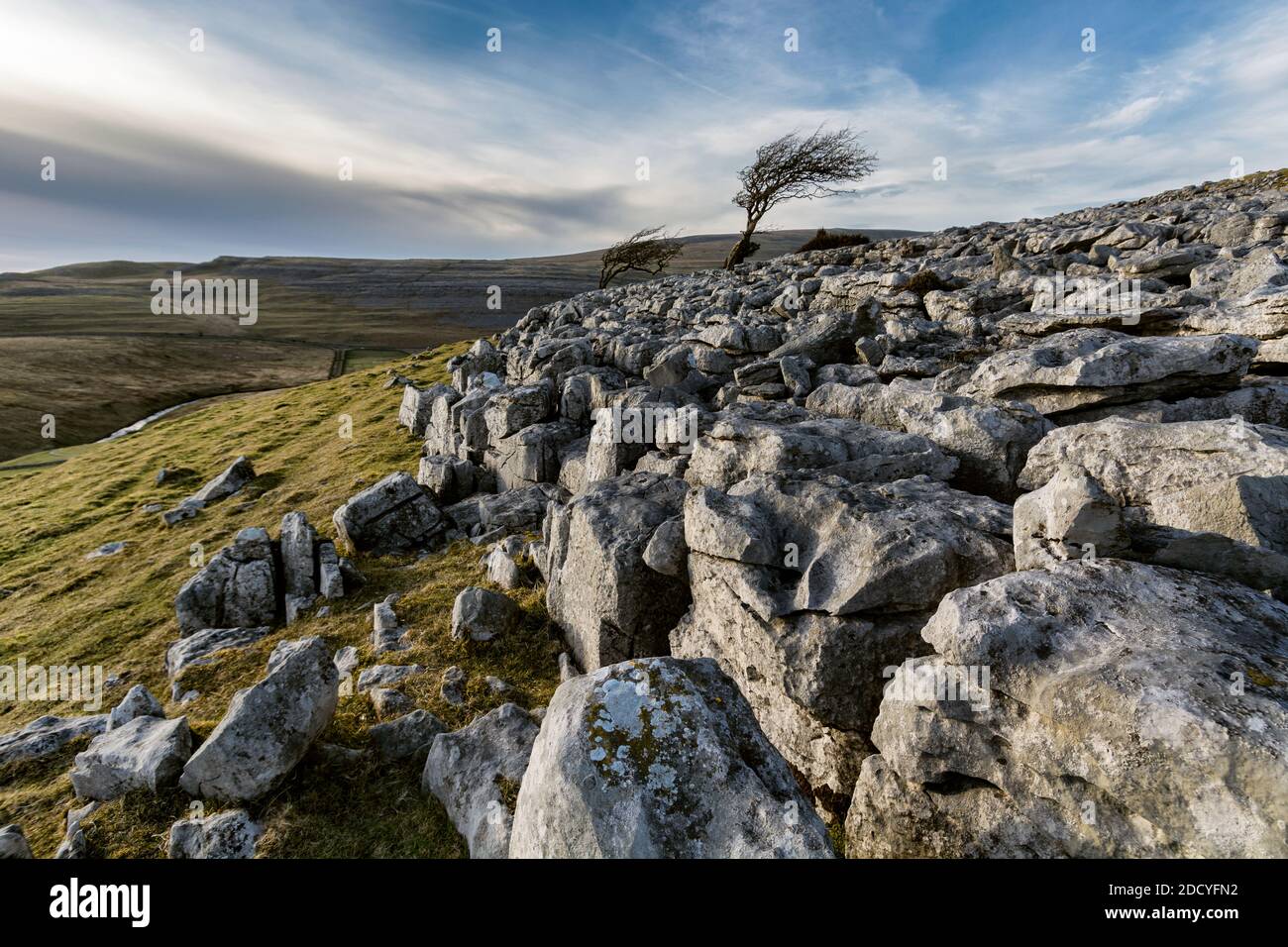 Windswept tree hi-res stock photography and images - Alamy