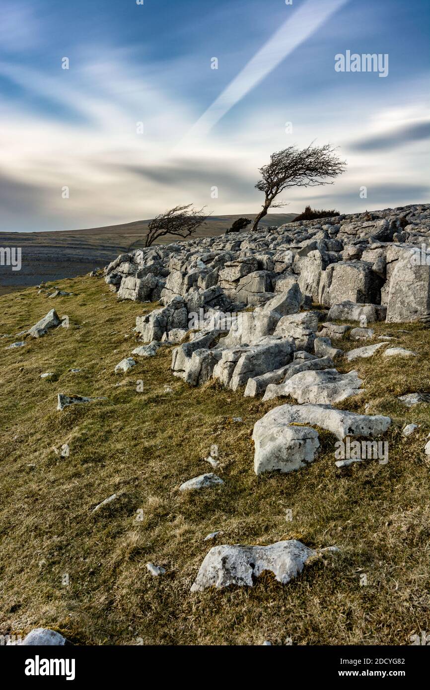 Windswept lonely isolated tree on the side of Twistleton Scar in North ...