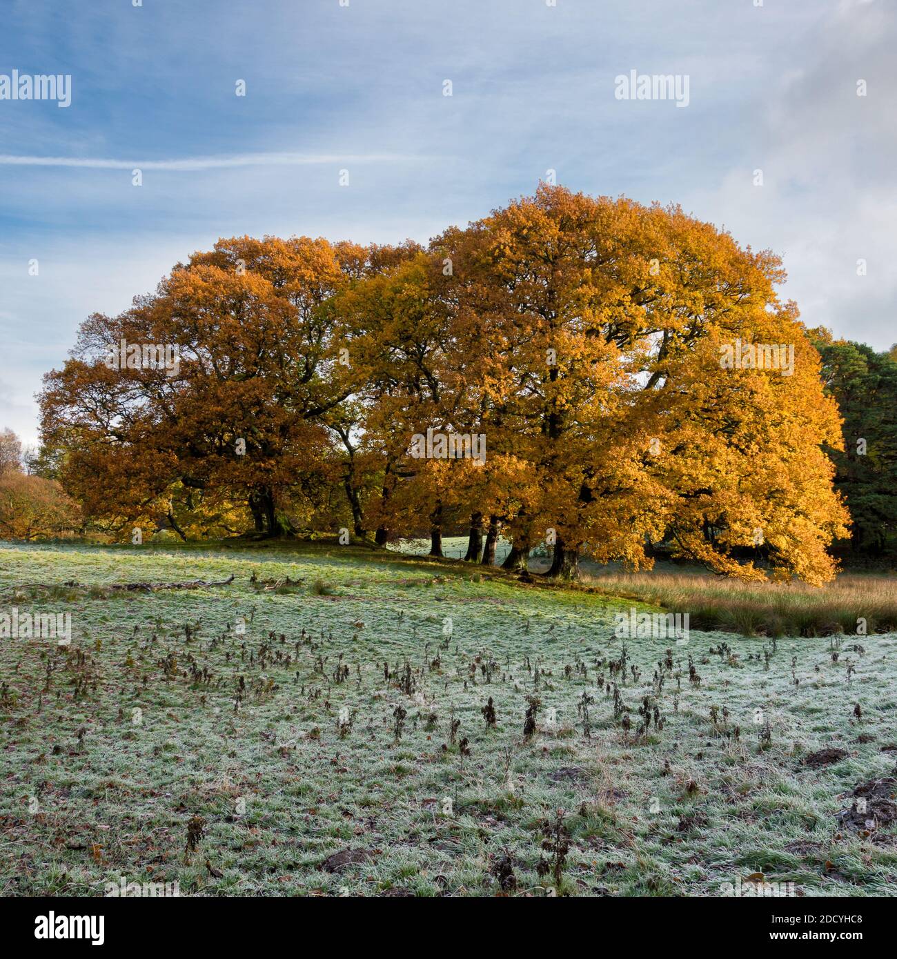 Great oak tree hi-res stock photography and images - Alamy