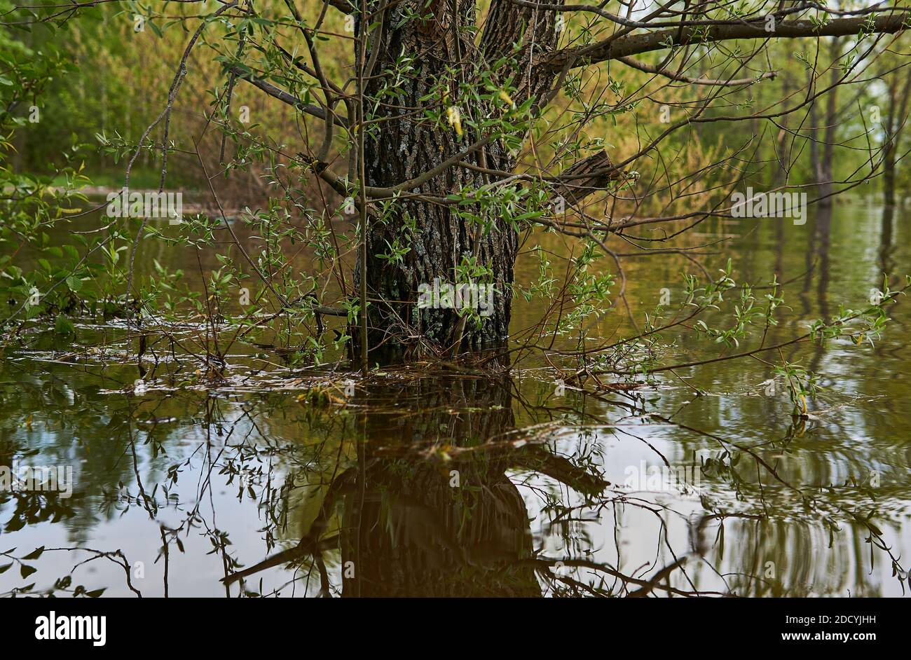 Swamp flooding spring hi-res stock photography and images - Alamy