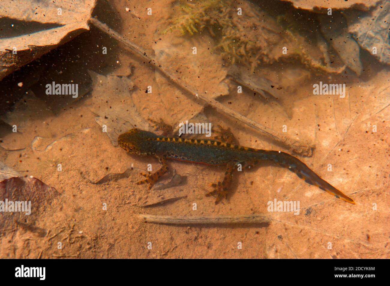 alpine newt, Ichthyosaura alpestris, Triturus alpestris, Mesotriton ...