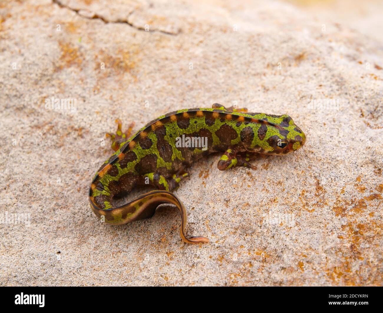 marbled newt, Triturus marmoratus in spain Stock Photo - Alamy