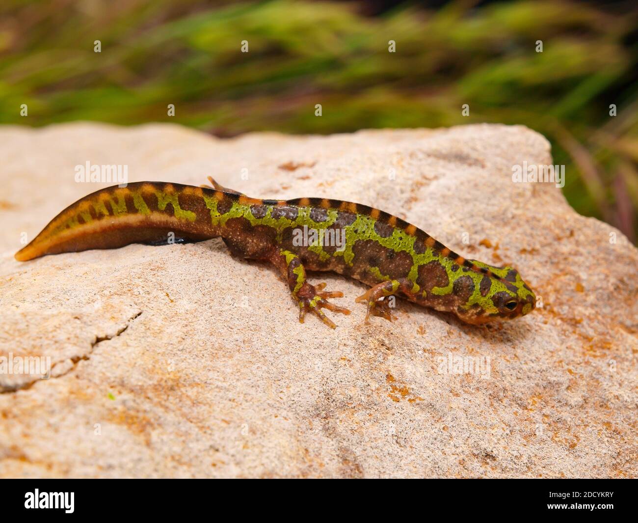 marbled newt, Triturus marmoratus in spain Stock Photo - Alamy