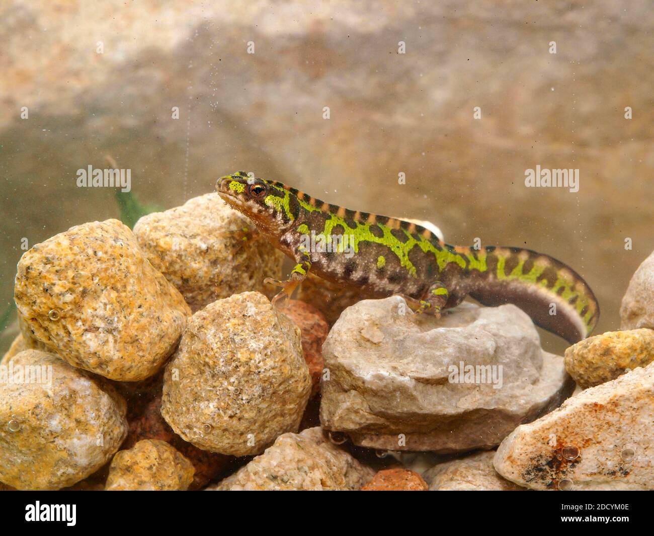 marbled newt, Triturus marmoratus in spain Stock Photo - Alamy