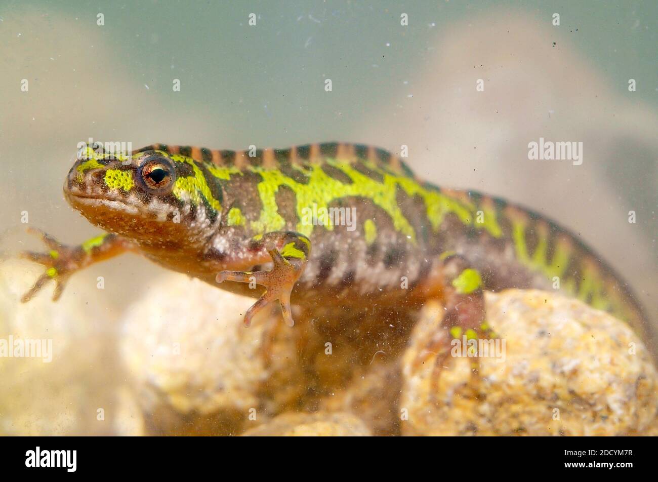 Marbled newt hi-res stock photography and images - Alamy