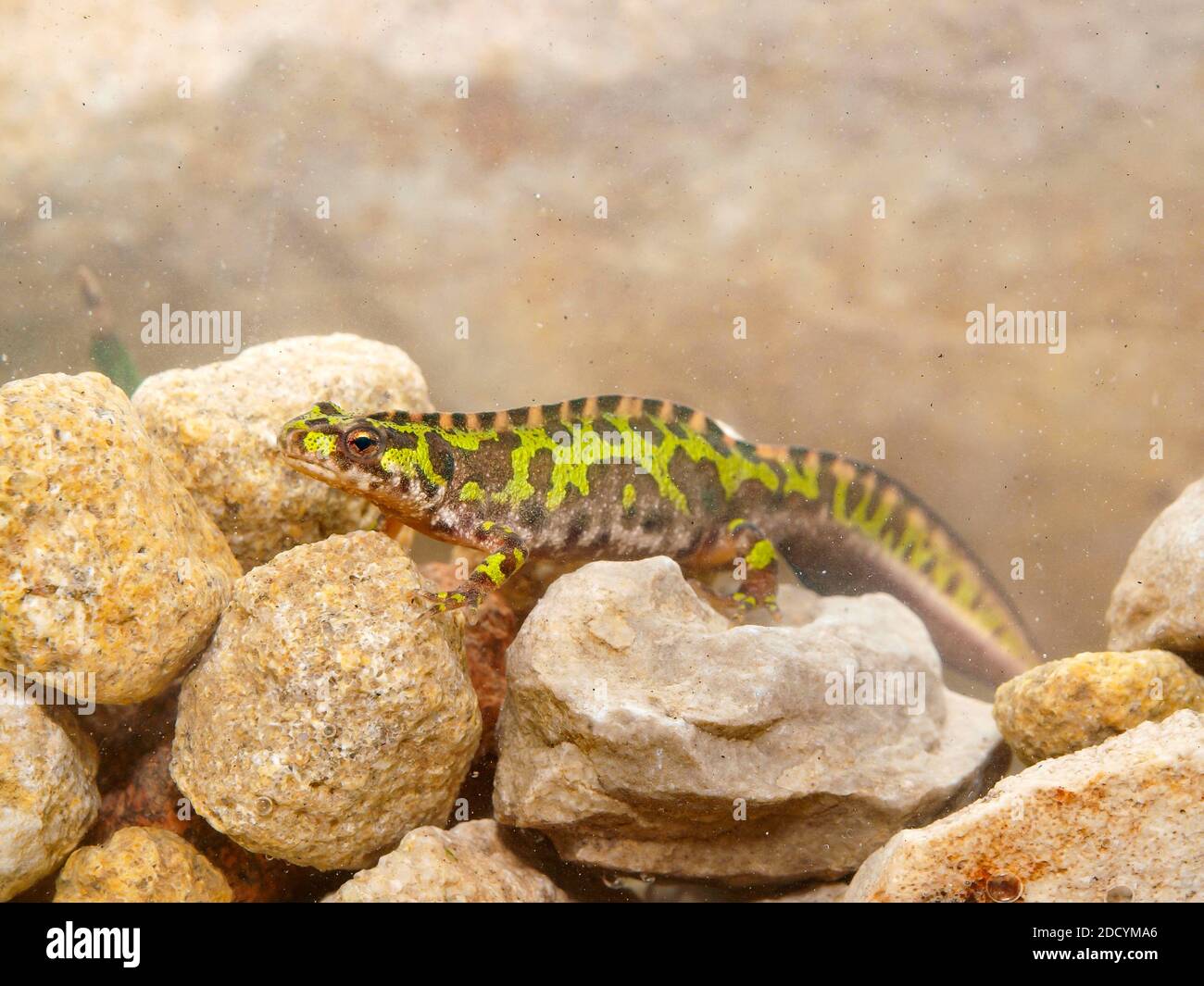 marbled newt, Triturus marmoratus in spain Stock Photo - Alamy