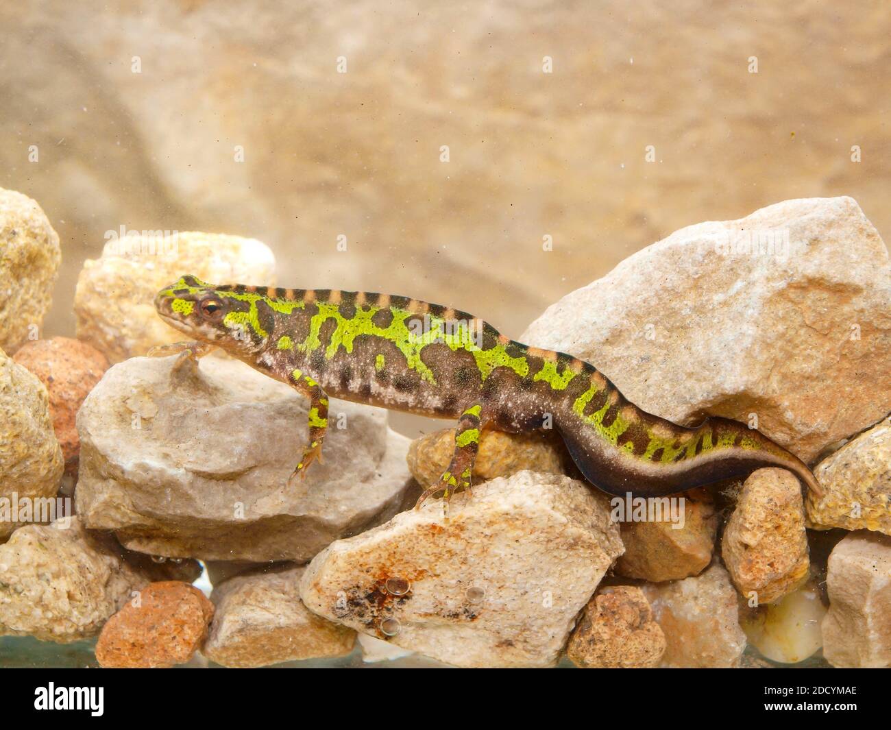 marbled newt, Triturus marmoratus in spain Stock Photo - Alamy
