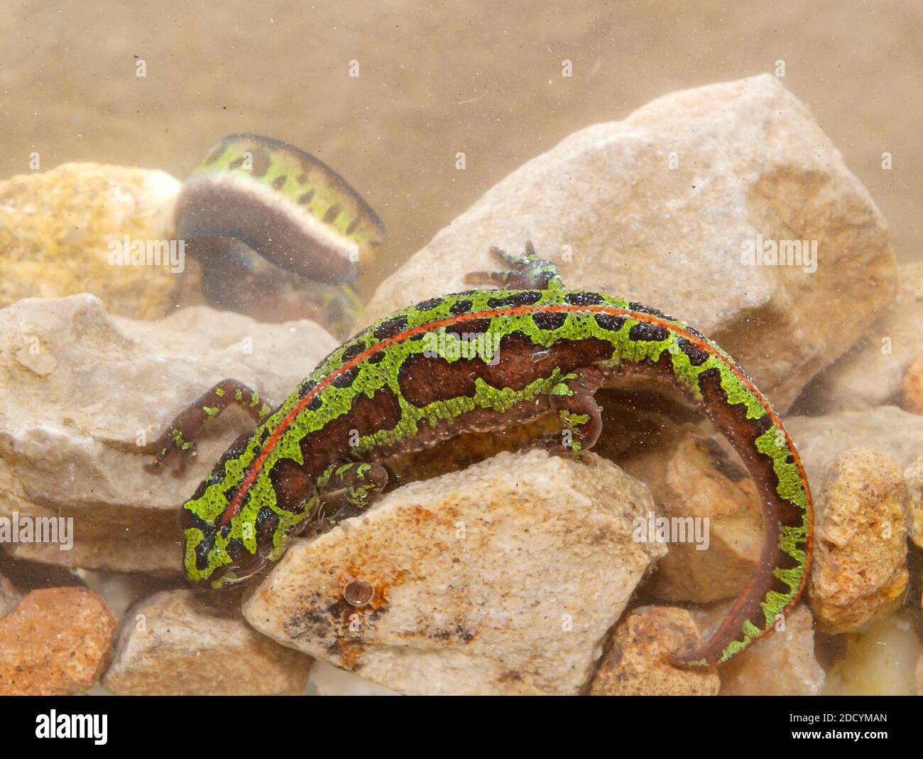 marbled newt, Triturus marmoratus in spain Stock Photo - Alamy