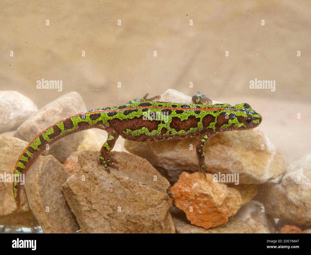 marbled newt, Triturus marmoratus in spain Stock Photo - Alamy