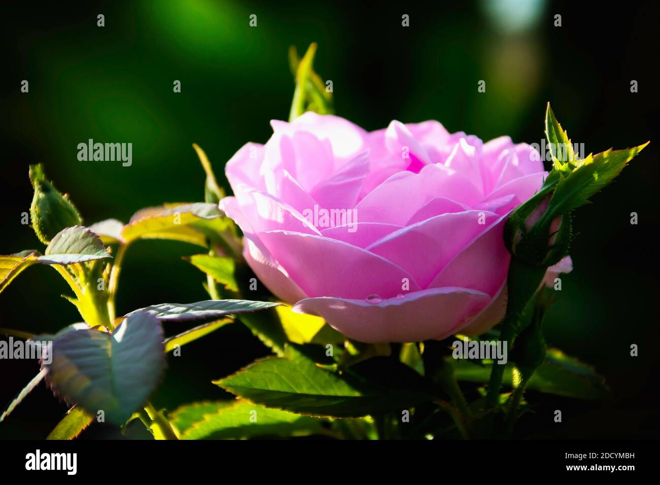 Rose and plant hi-res stock photography and images - Alamy