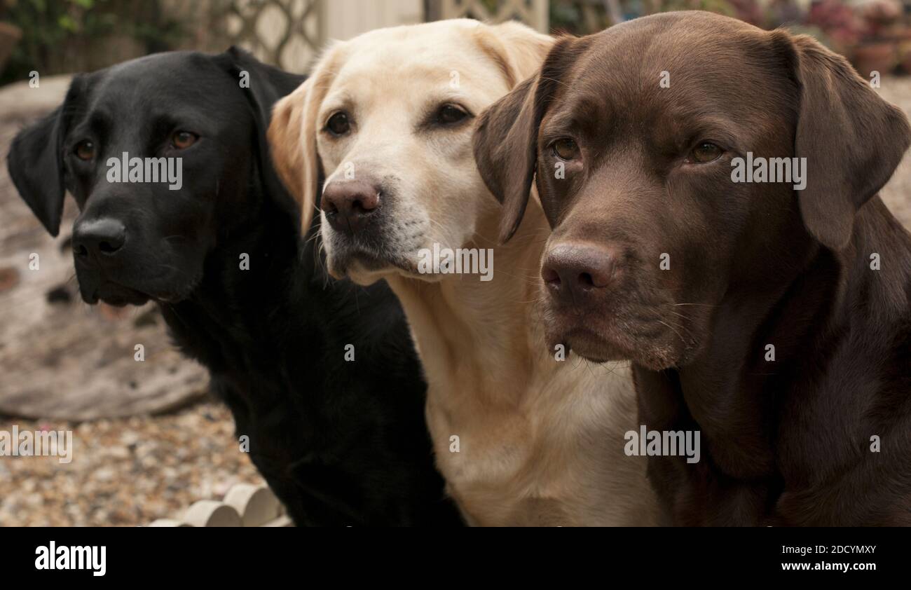 Three colours of labrador Stock Photo - Alamy