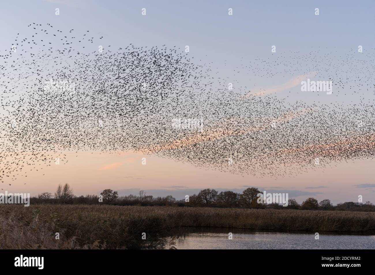 Starling Murmuration over reed beds on Otmoor UK Stock Photo - Alamy