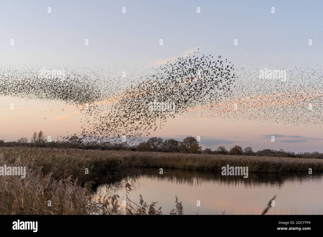 Starling Murmuration over reed beds on Otmoor UK Stock Photo - Alamy