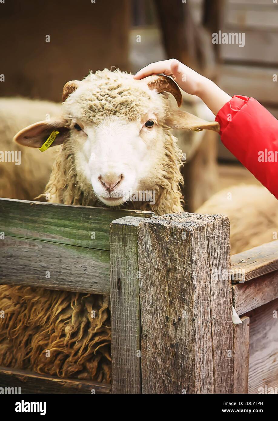 eat sheep at an aviary on a farm. selective focus.animals Stock Photo ...