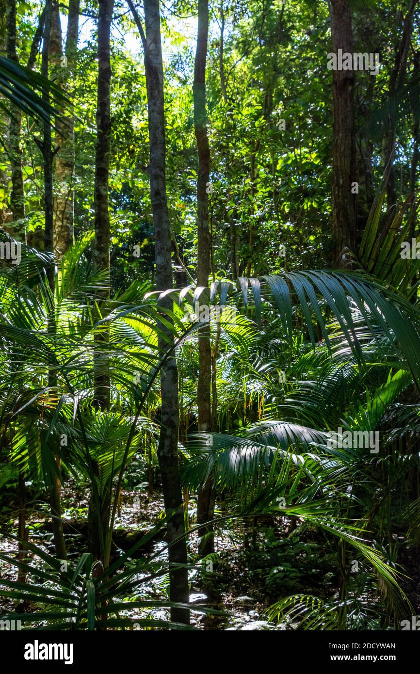 Brilain tree hi-res stock photography and images - Alamy