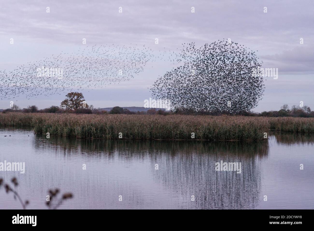Starling Murmuration over reed beds on Otmoor UK Stock Photo - Alamy