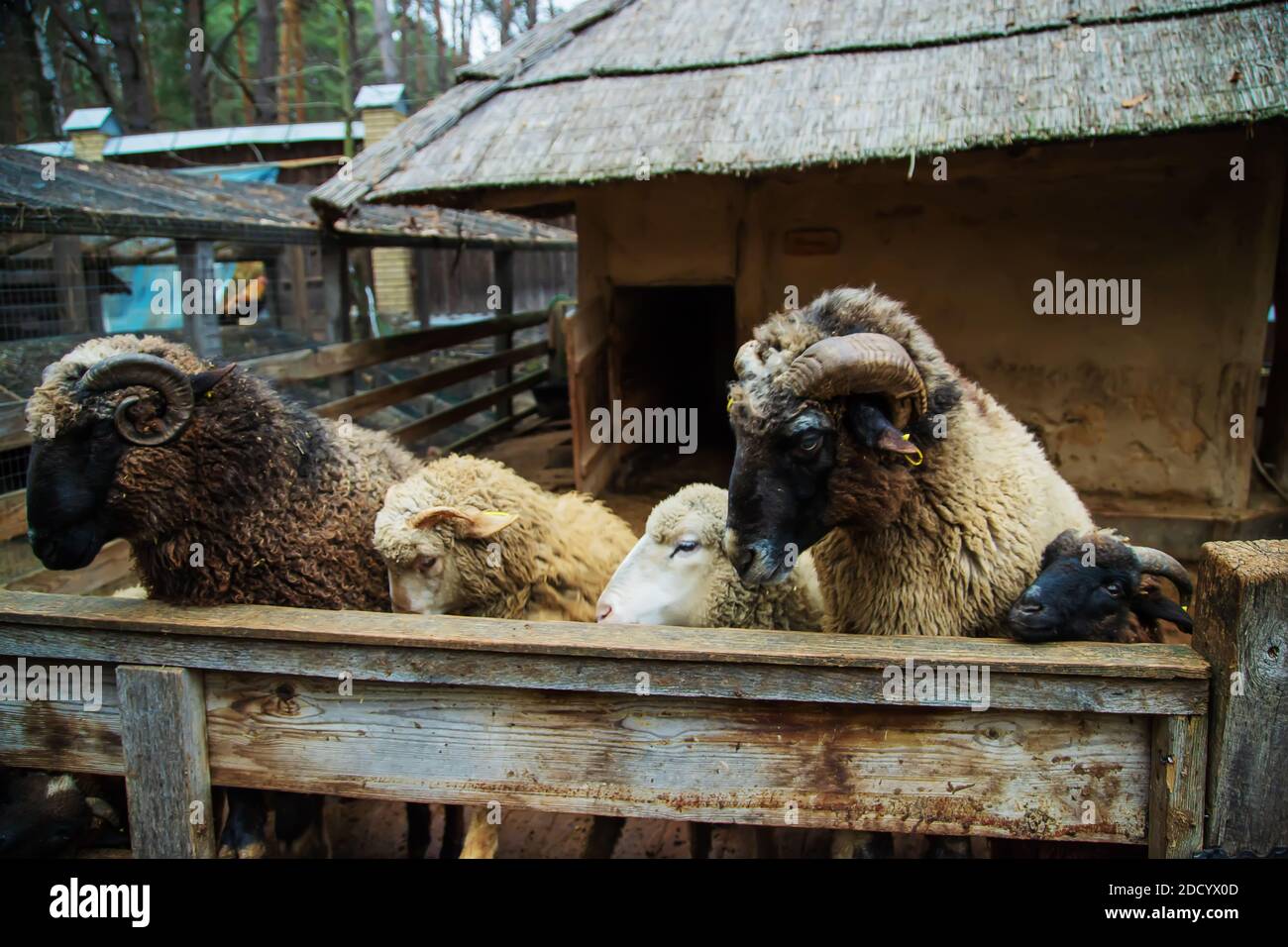 eat sheep at an aviary on a farm. selective focus.animals Stock Photo ...