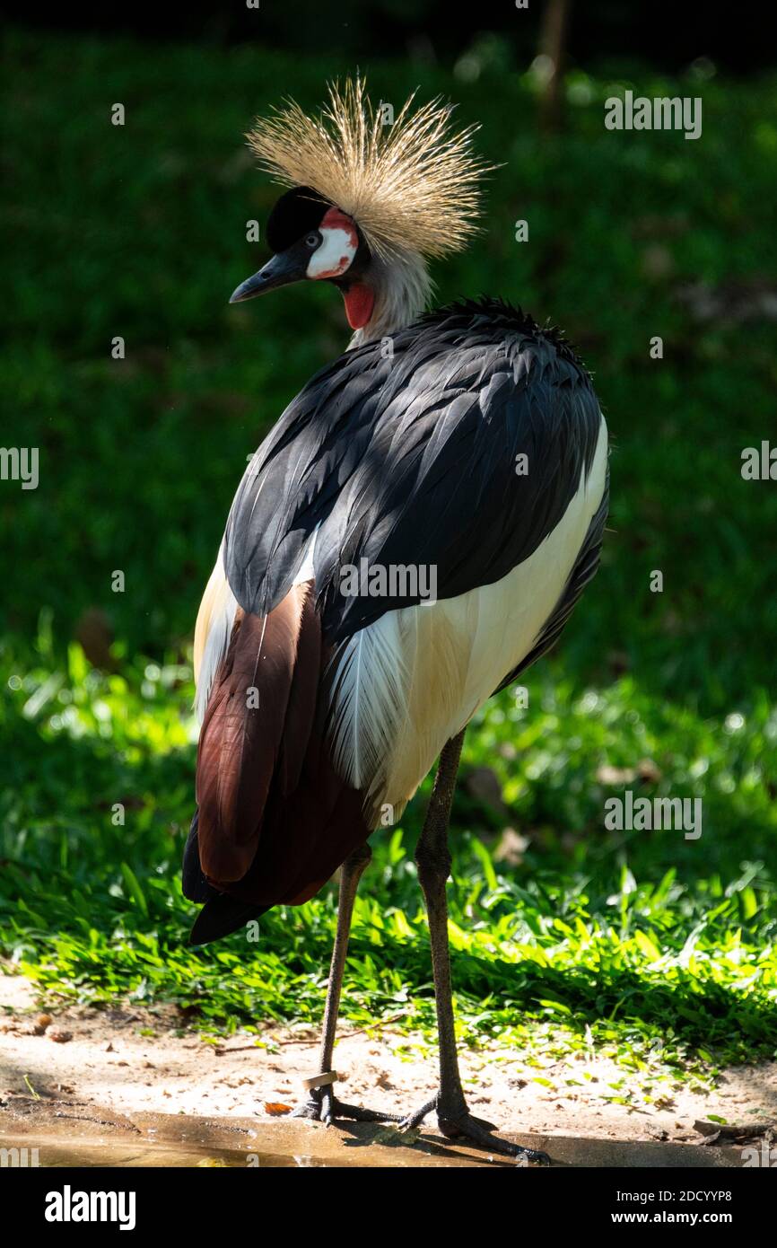 The long-legged Grey-crowned crane from Africa, is a bird in the crane ...