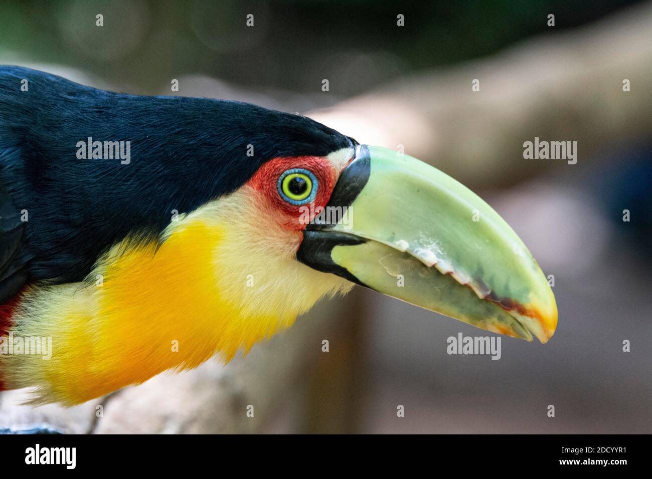 A Red-breasted toucan named because of its red belly, found in the ...
