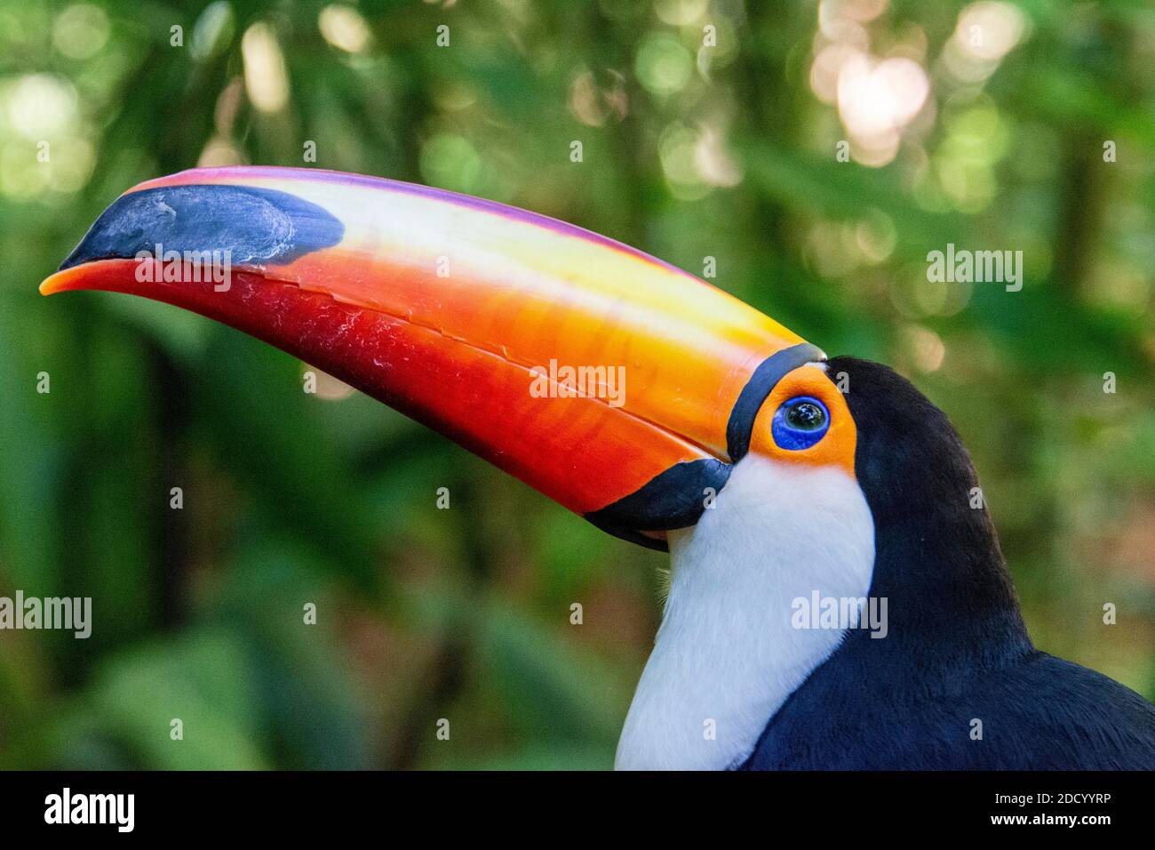 The Toco toucan in the rainforest of southern Brazil, is also known as ...