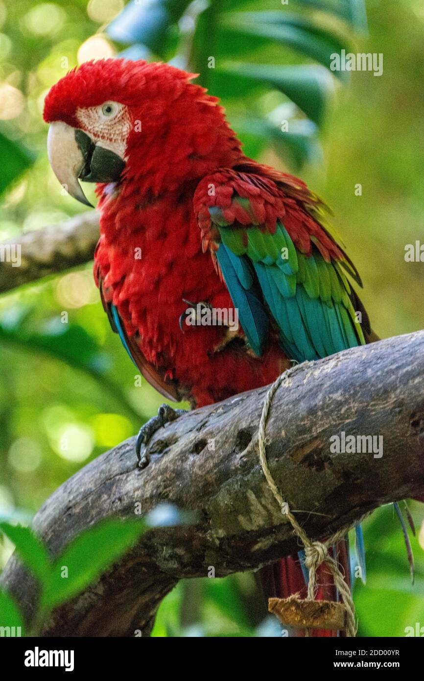 A Red & Green Macaw in the rainforest of southern Brazil Stock Photo ...
