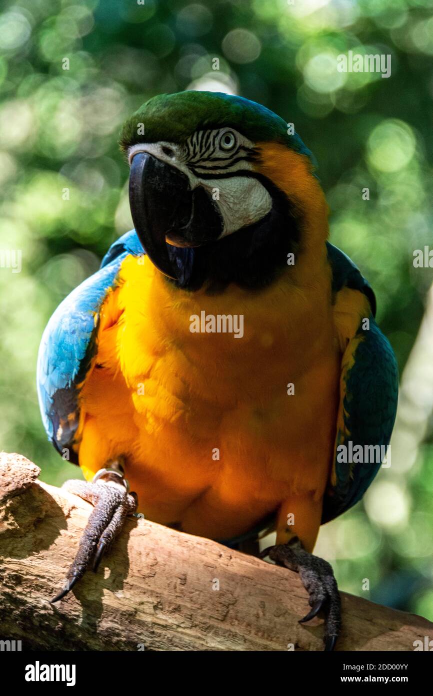 A Blue & Yellow Macaw in the rainforest of southern Brazil Stock Photo ...