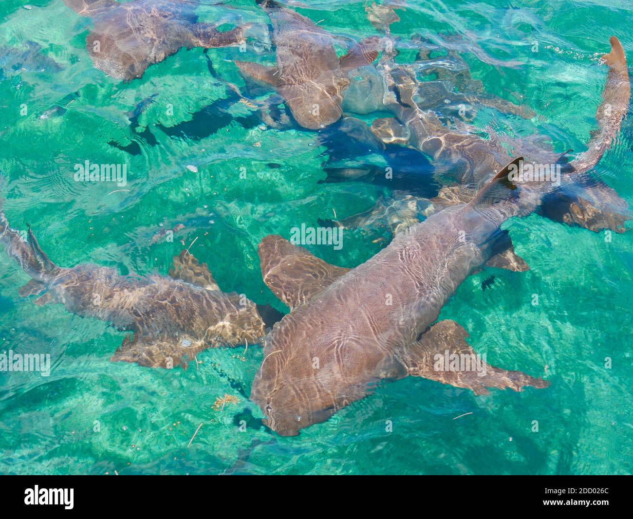 Nurse Sharks in Belize Stock Photo - Alamy