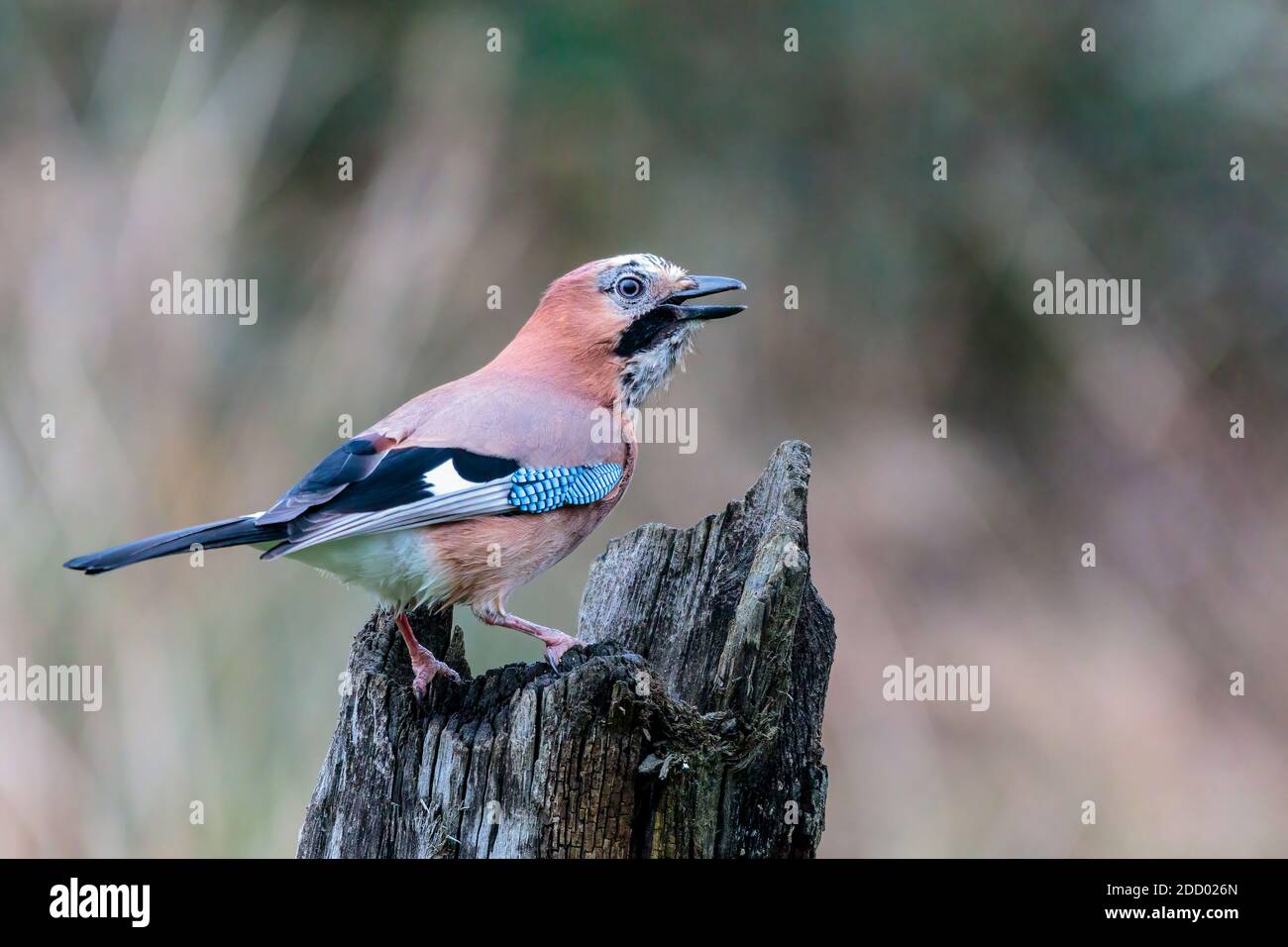 A eurasian jay foraging for acorns in autumn in mid Wales Stock Photo ...