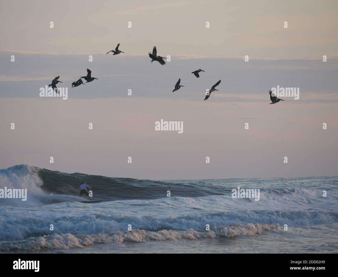 Surfer pelicans hi-res stock photography and images - Alamy