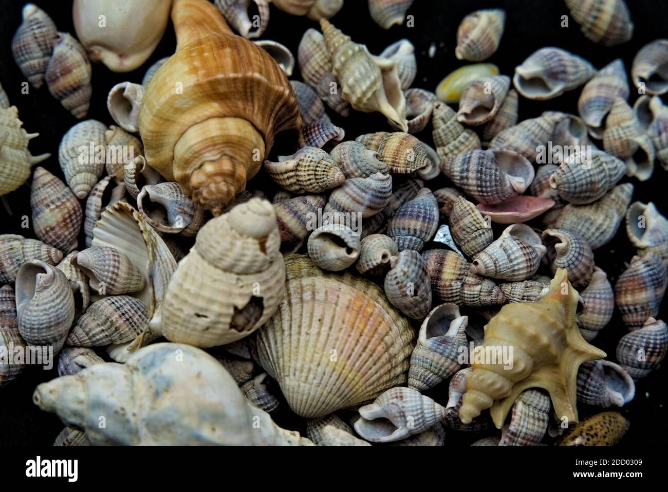 Conch fossilized hi-res stock photography and images - Alamy