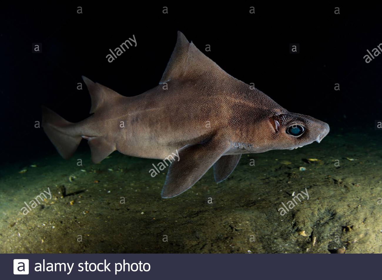 Deep Water Shark High Resolution Stock Photography and Images - Alamy