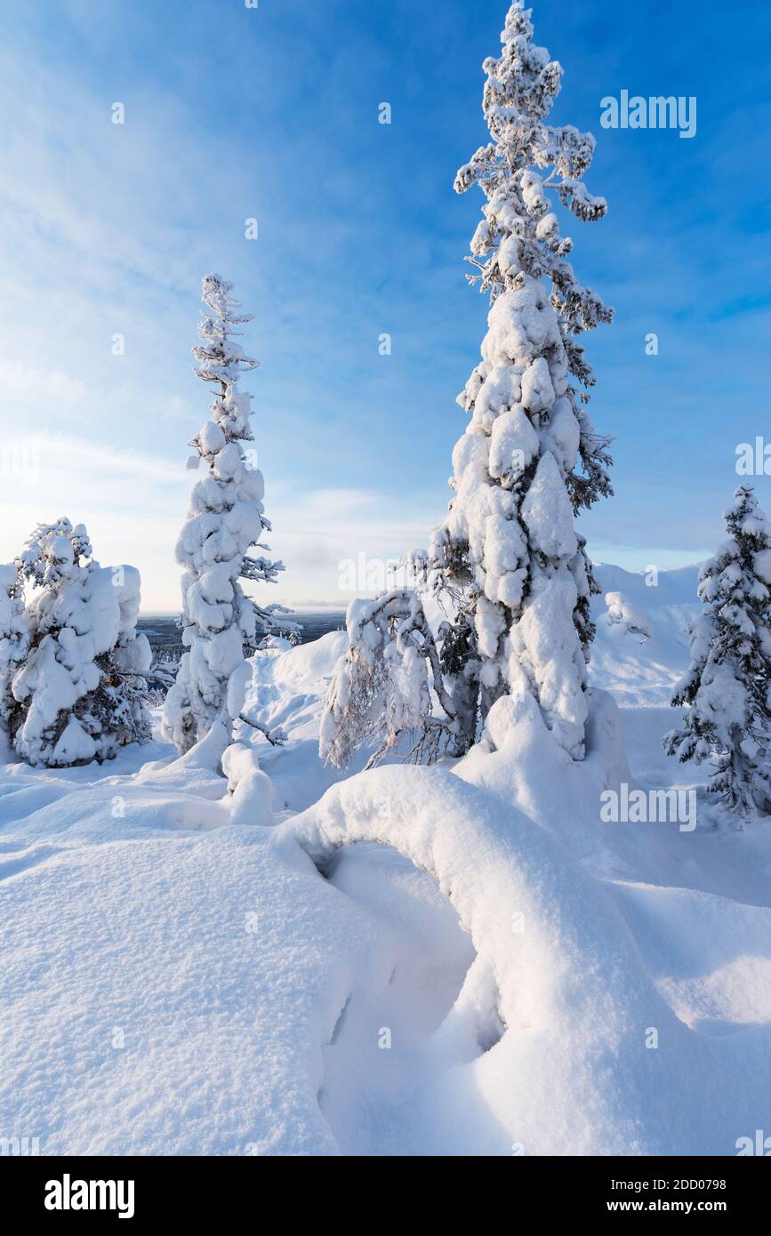 Winter landscape with snowy trees in Koli National Park, Finland Stock ...