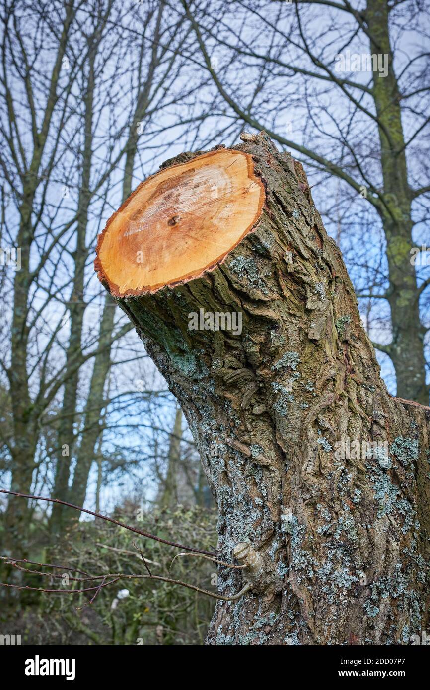 Yorkshire Dales autumn and rotten Willow tree is felled for safety ...