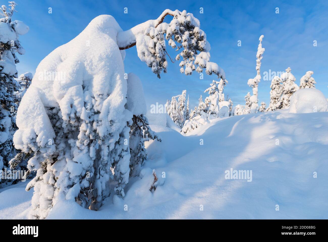 Winter landscape with snowy trees in Koli National Park, Finland Stock ...