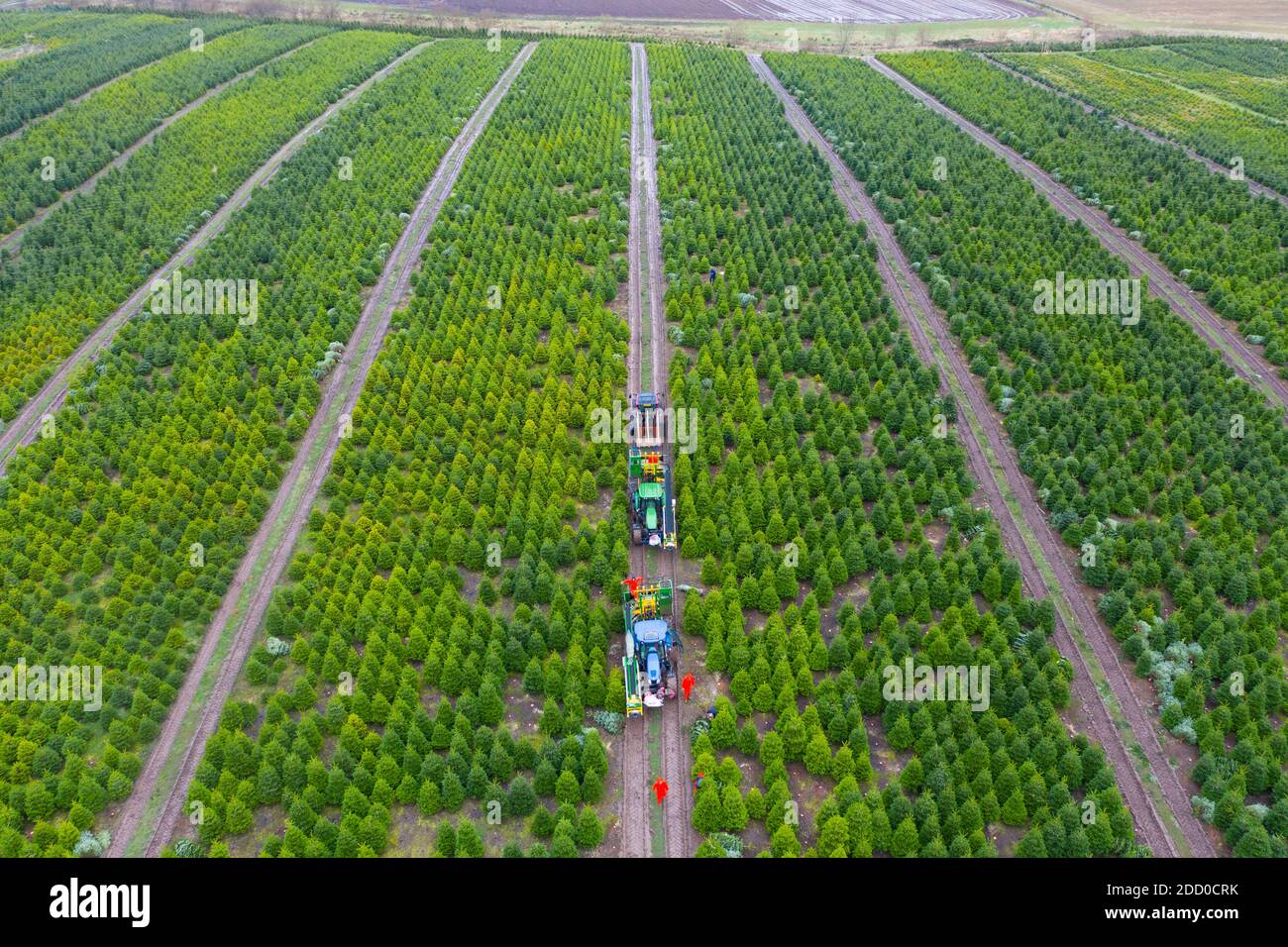 Kilted christmas tree company hi-res stock photography and images - Alamy