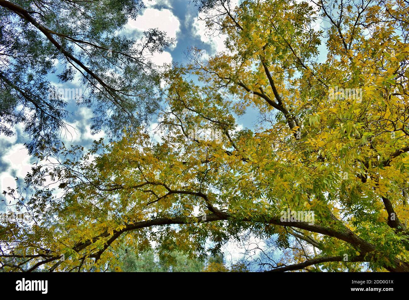 A low angle shot of autumn trees in Buskett woodlands, Malta Stock ...