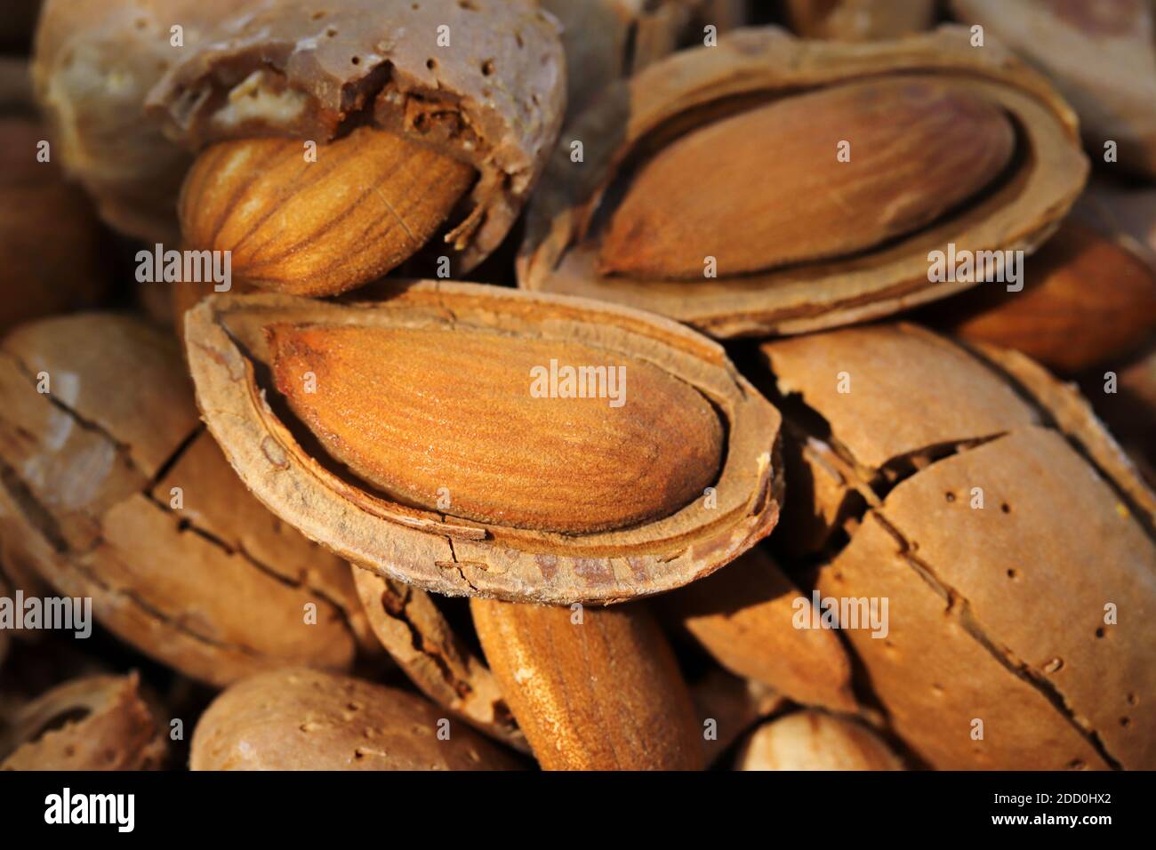 almond harvest time - broken almonds Stock Photo - Alamy