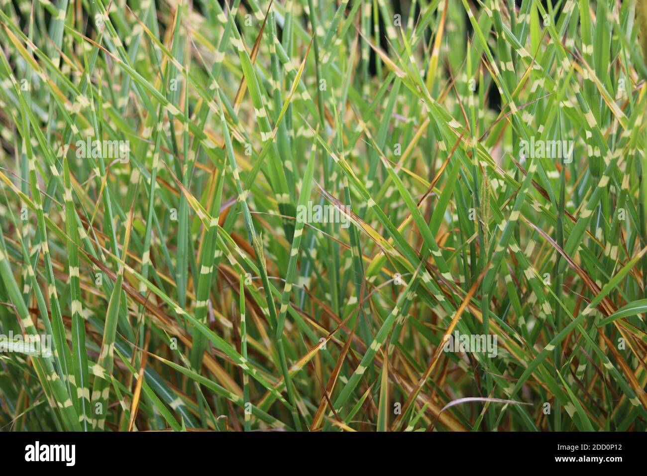 Ornamental striped grass background with space for copy horizontal ...