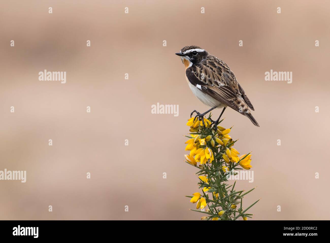 Bird on gorse hi-res stock photography and images - Alamy
